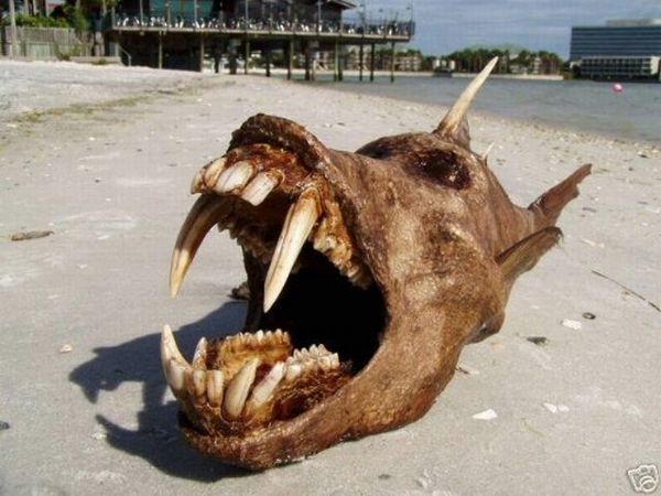 Freaky devil fish (5 pics) - Izismile.com