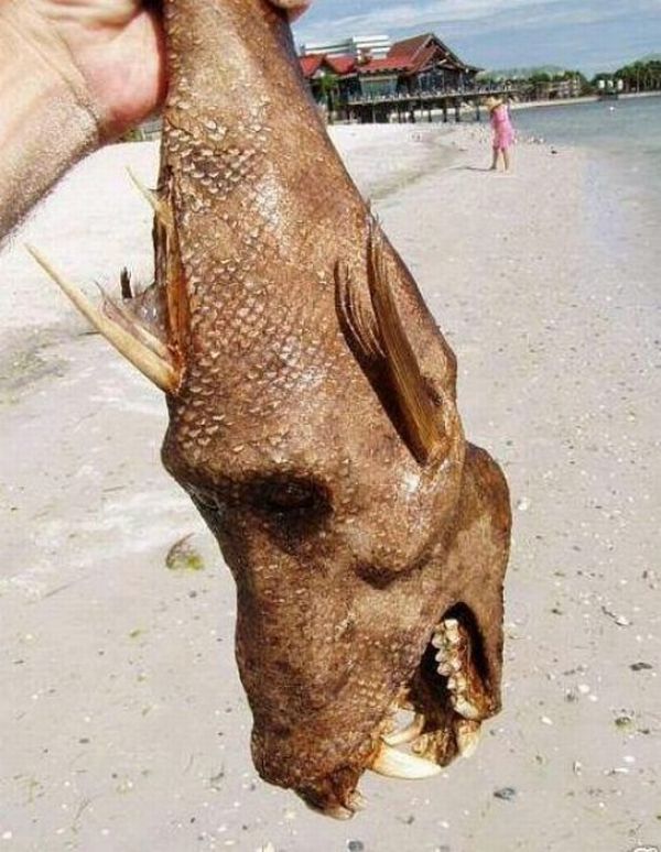 Freaky devil fish (5 pics) - Izismile.com