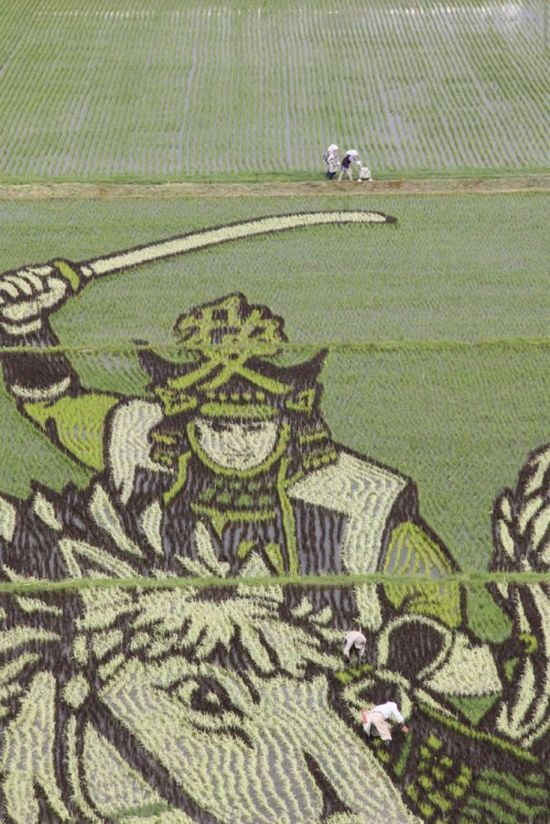 Amazinz rice paddy crop art (14 pics) - Izismile.com