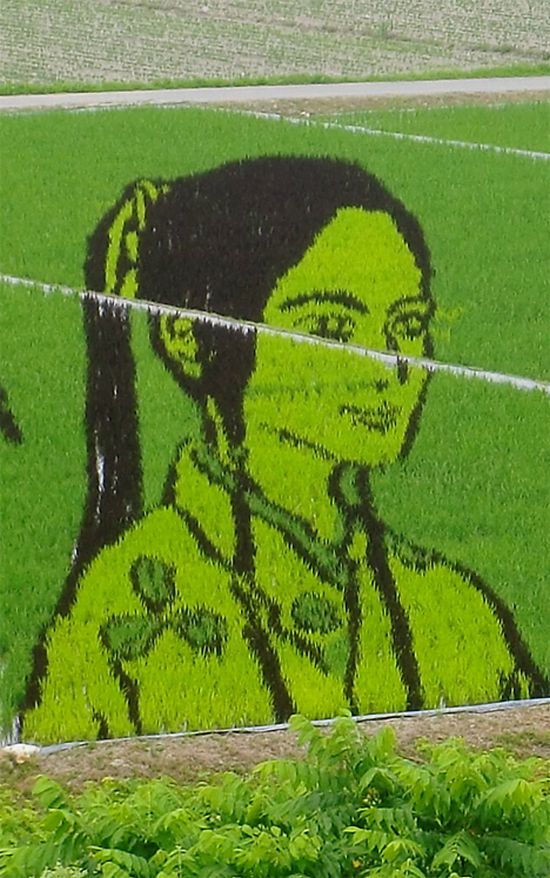 Amazinz rice paddy crop art (14 pics) - Izismile.com