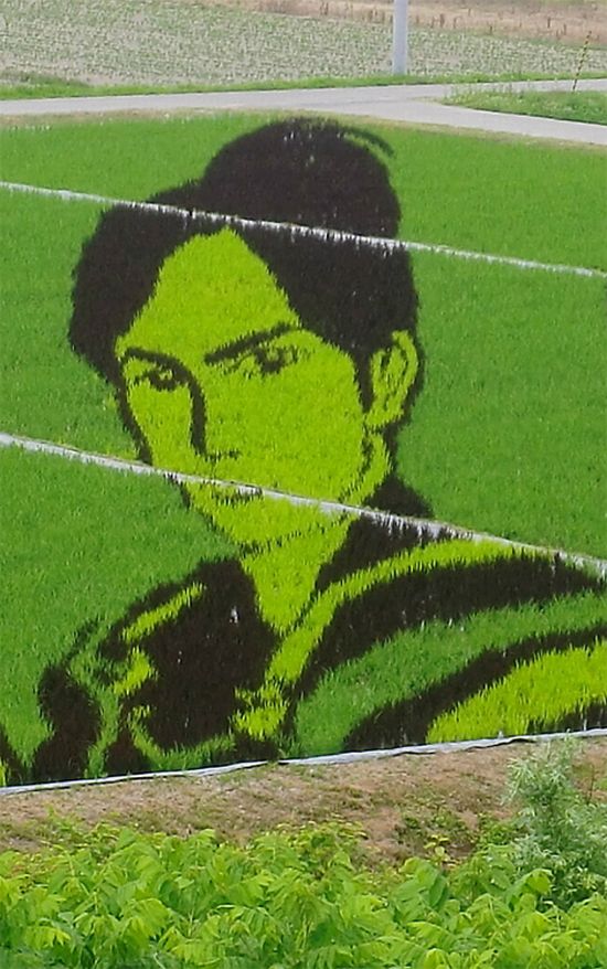 Amazinz rice paddy crop art (14 pics) - Izismile.com