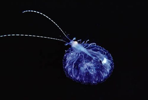 World’s most beautiful transparent animals (10 pics) - Izismile.com