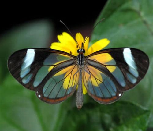 World’s most beautiful transparent animals (10 pics) - Izismile.com
