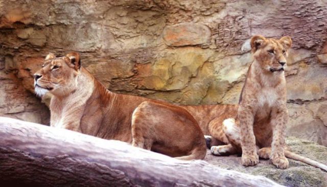 Cute big cats (50 pics) - Izismile.com