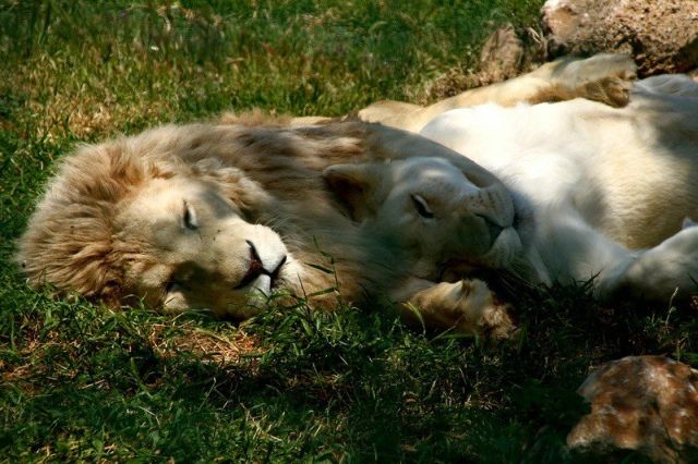 Cute big cats (50 pics) - Izismile.com
