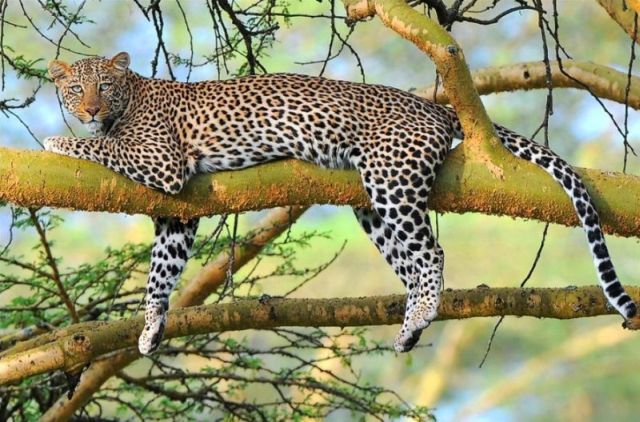 Cute big cats (50 pics) - Izismile.com