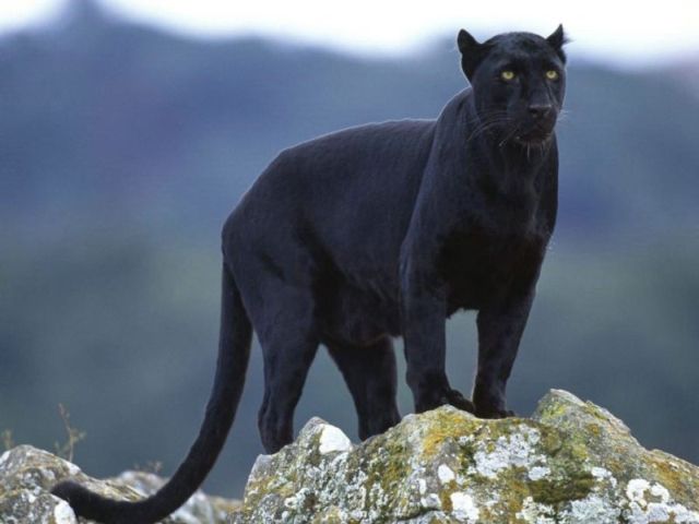 Cute big cats (50 pics) - Izismile.com