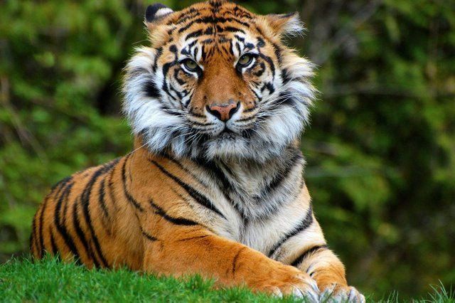 Cute big cats (50 pics) - Izismile.com