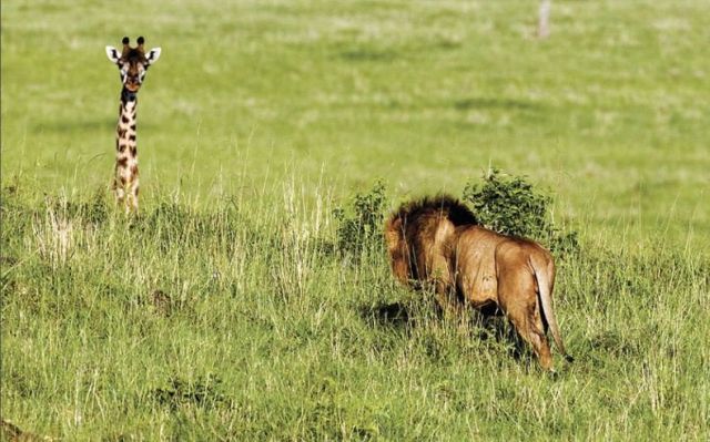 Cute big cats (50 pics) - Izismile.com