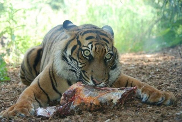 Cute big cats (50 pics) - Izismile.com