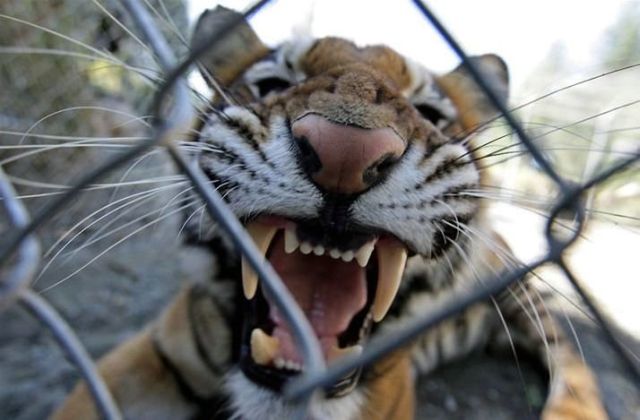 Cute big cats (50 pics) - Izismile.com