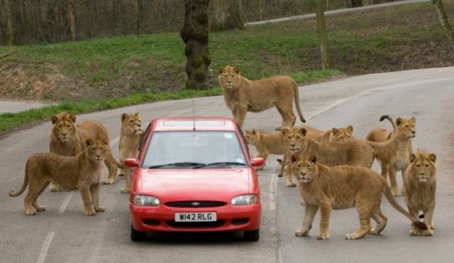 Cute big cats (50 pics) - Izismile.com