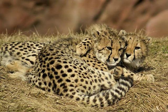Cute big cats (50 pics) - Izismile.com