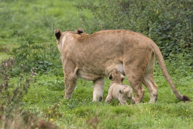 Cute big cats (50 pics) - Izismile.com
