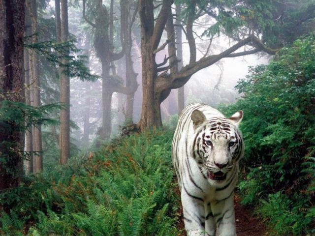 Cute big cats (50 pics) - Izismile.com