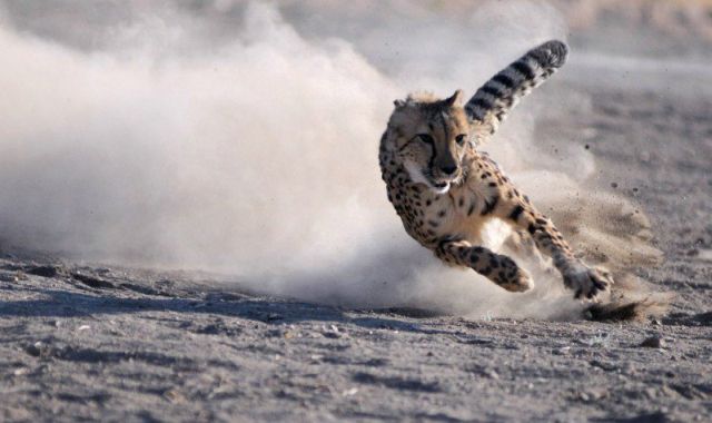 Cute big cats (50 pics) - Izismile.com