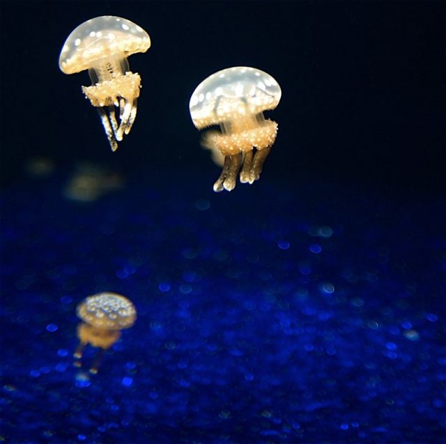 Compilation of ‘beautiful’ jellyfish (30 pics) - Izismile.com