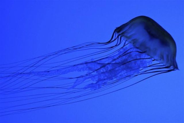 Compilation of ‘beautiful’ jellyfish (30 pics) - Izismile.com