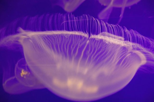 Compilation of ‘beautiful’ jellyfish (30 pics) - Izismile.com