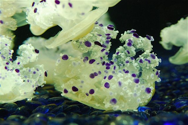 Compilation of ‘beautiful’ jellyfish (30 pics) - Izismile.com