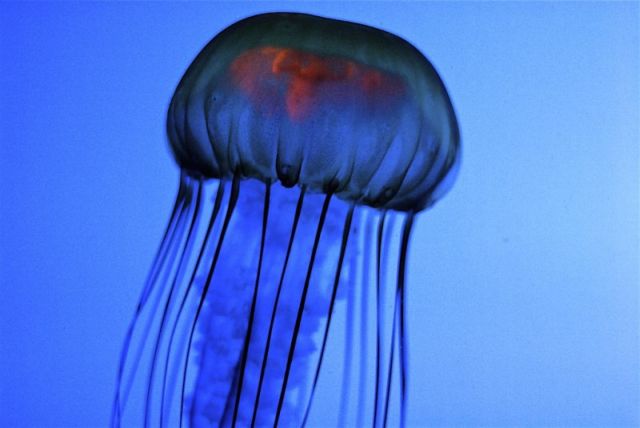 Compilation of ‘beautiful’ jellyfish (30 pics) - Izismile.com