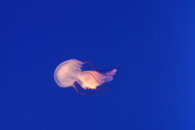 Compilation of ‘beautiful’ jellyfish (30 pics) - Izismile.com