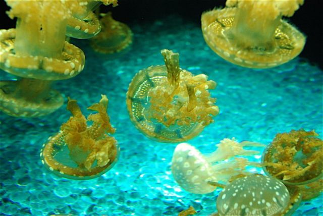Compilation of ‘beautiful’ jellyfish (30 pics) - Izismile.com