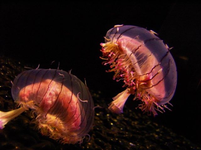 Compilation of ‘beautiful’ jellyfish (30 pics) - Izismile.com