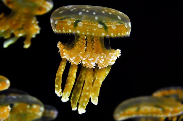 Compilation of ‘beautiful’ jellyfish (30 pics) - Izismile.com
