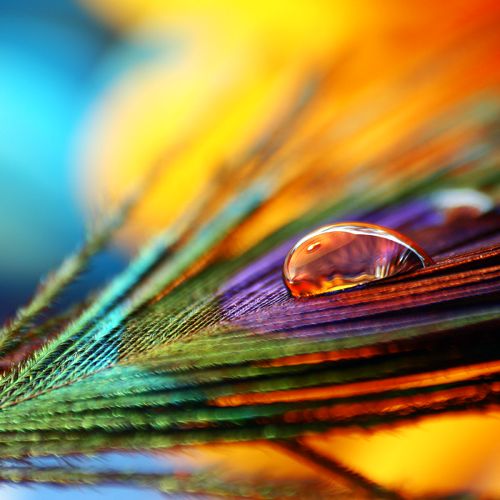 A superb selection of macro shots (14 pics) - Izismile.com