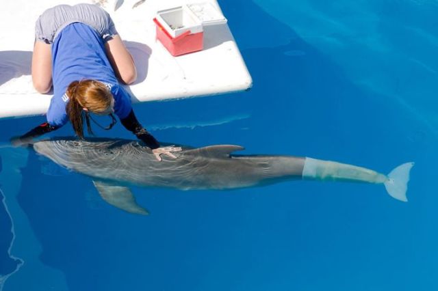 Artificial tail for a dolphin that lost its real one in a crab trap (3 ...