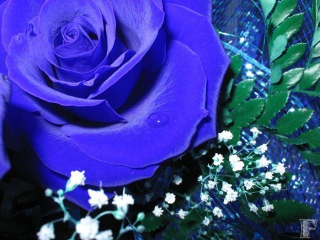 Blue roses. Very beautiful pictures (24 pics) - Izismile.com