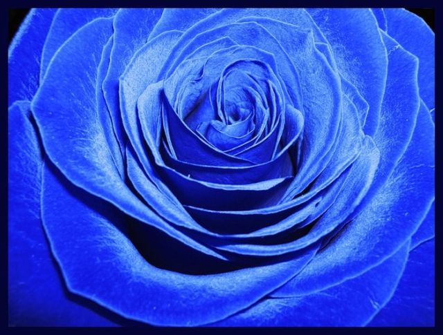 Blue roses. Very beautiful pictures (24 pics) - Izismile.com