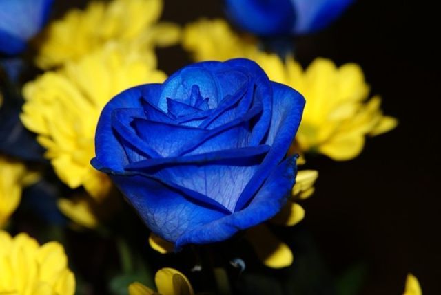 Blue roses. Very beautiful pictures (24 pics) - Izismile.com
