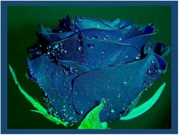 Blue roses. Very beautiful pictures (24 pics) - Izismile.com
