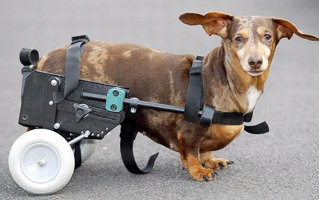How people help disabled animals (14 pics) - Izismile.com