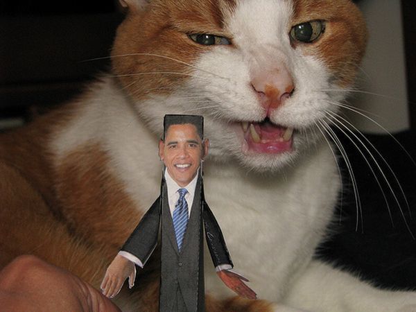 Cat that hates Obama ;) (4 pics) - Izismile.com