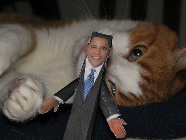 Cat that hates Obama ;) (4 pics) - Izismile.com