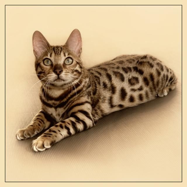 Great photo selection of cats (27 pics) - Izismile.com