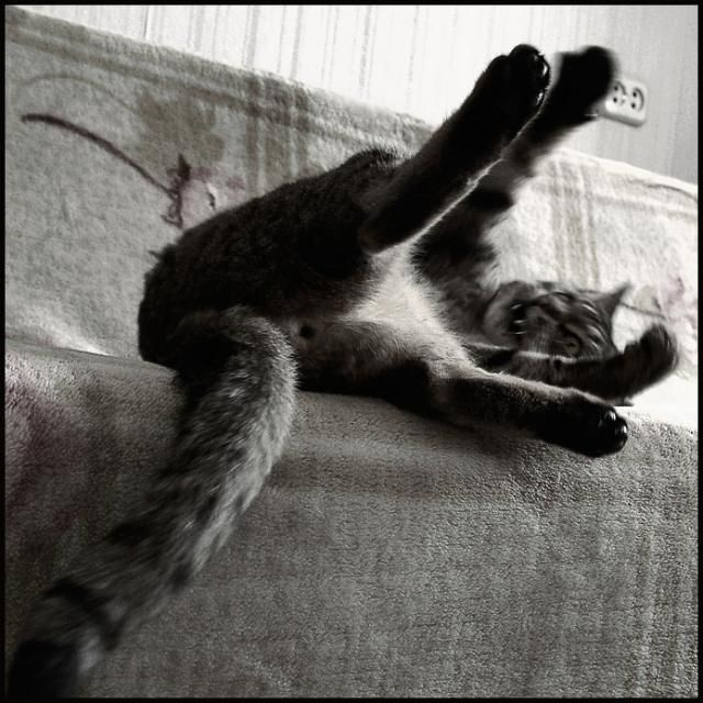 Great photo selection of cats (27 pics) - Izismile.com