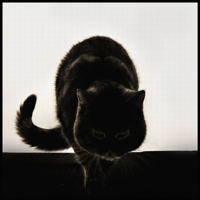 Great photo selection of cats (27 pics) - Izismile.com