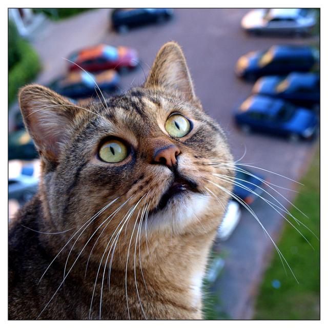 Great photo selection of cats (27 pics) - Izismile.com