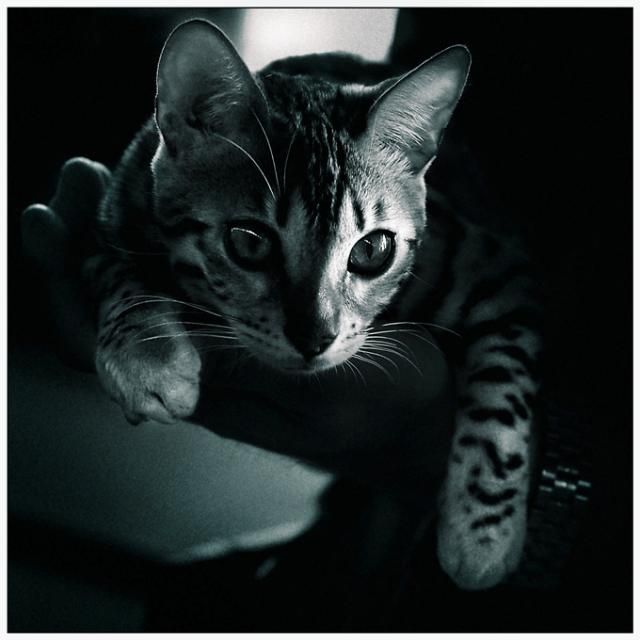 Great photo selection of cats (27 pics) - Izismile.com