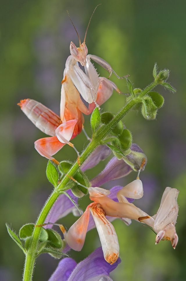 Mantis (15 pics) - Izismile.com