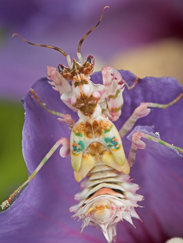 Mantis (15 pics) - Izismile.com