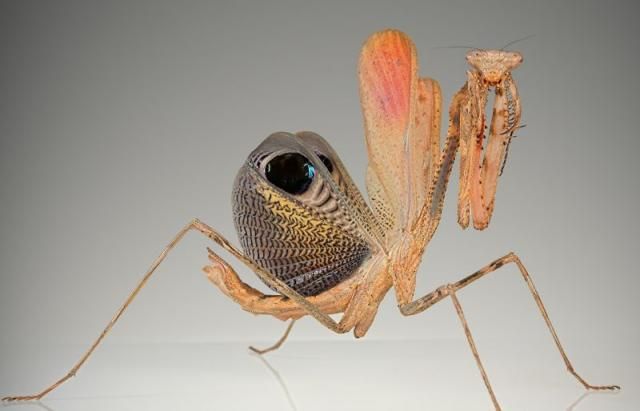 Mantis (15 pics) - Izismile.com