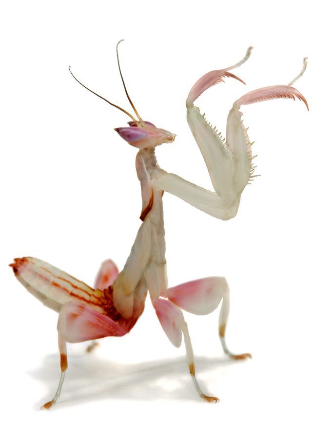Mantis (15 pics) - Izismile.com