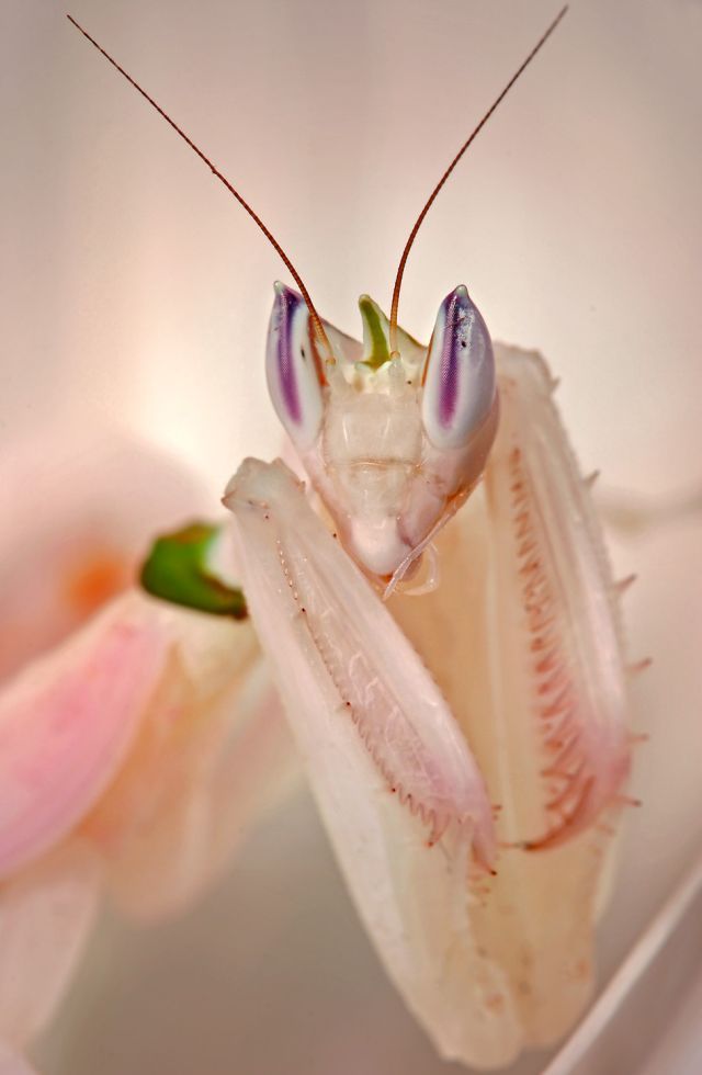 Mantis (15 pics) - Izismile.com
