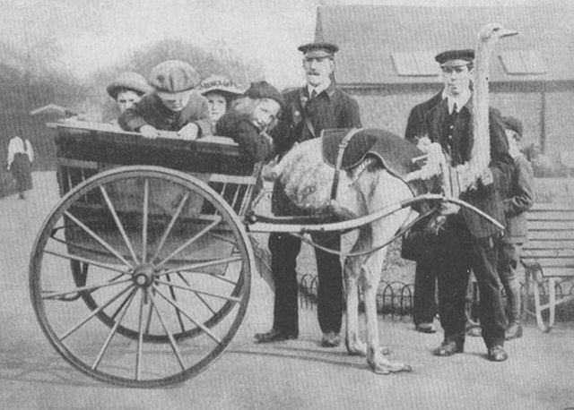 What kind of animals people ride (20 pics) - Izismile.com