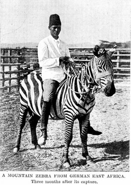 What kind of animals people ride (20 pics) - Izismile.com